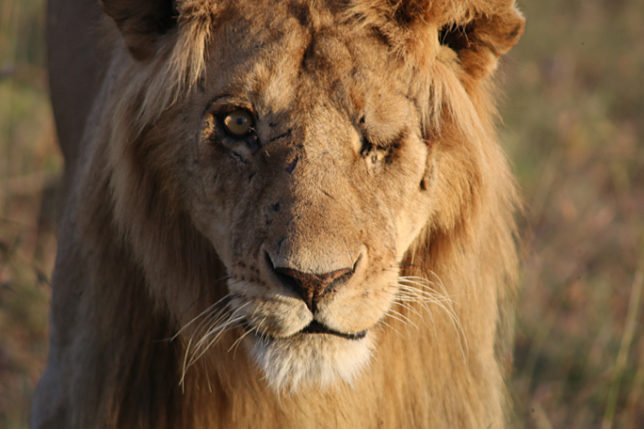 The Lion With One Eye — and His “Pride” and Joy: A Photographic ...