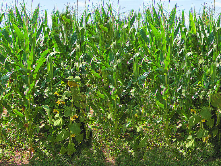 Solve the Most Difficult Corn Mazes in the United States Without ...