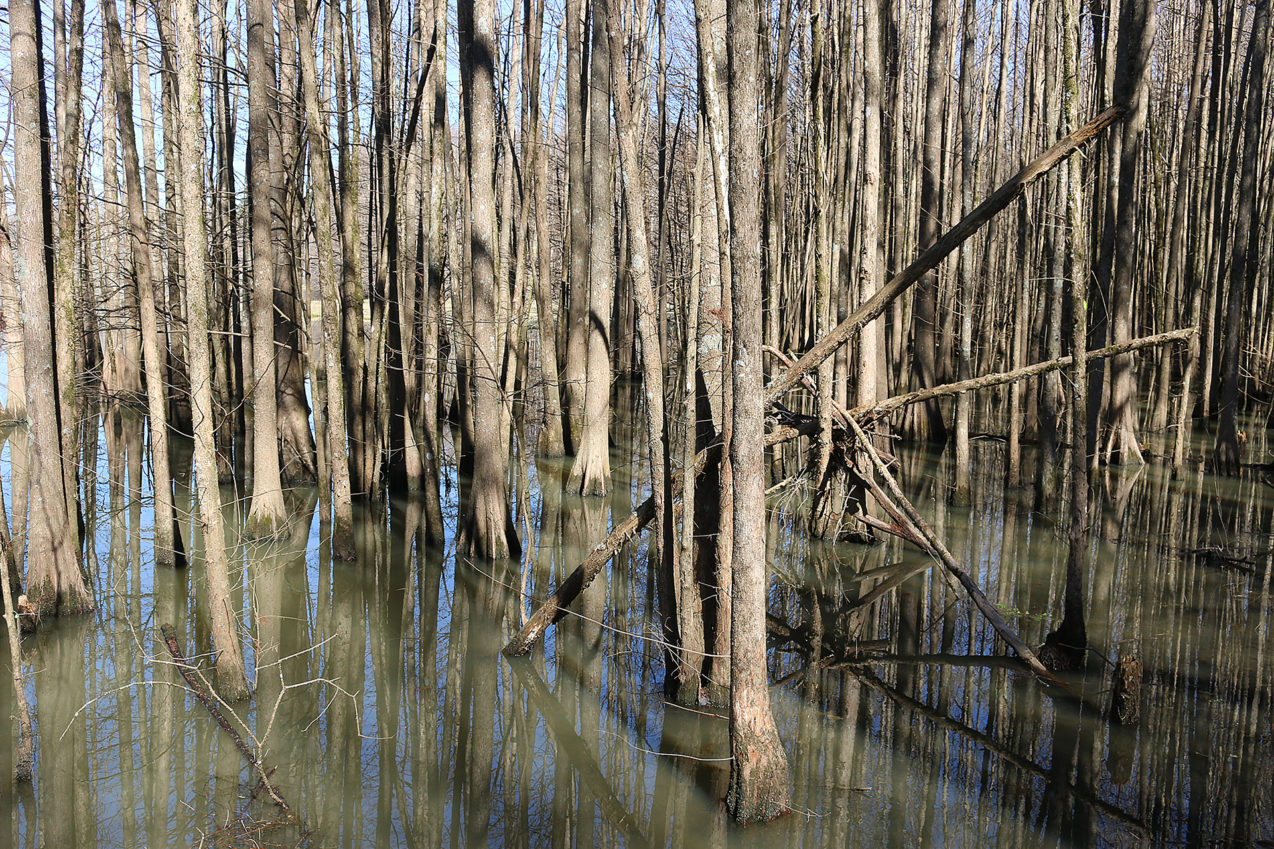 Sunday Morning Photograph January 30 2022: Out of Order in a ...