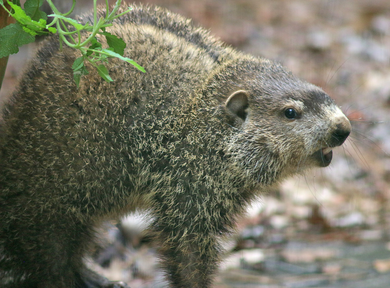 The Places Where Groundhog Day is Celebrated... - The Gate