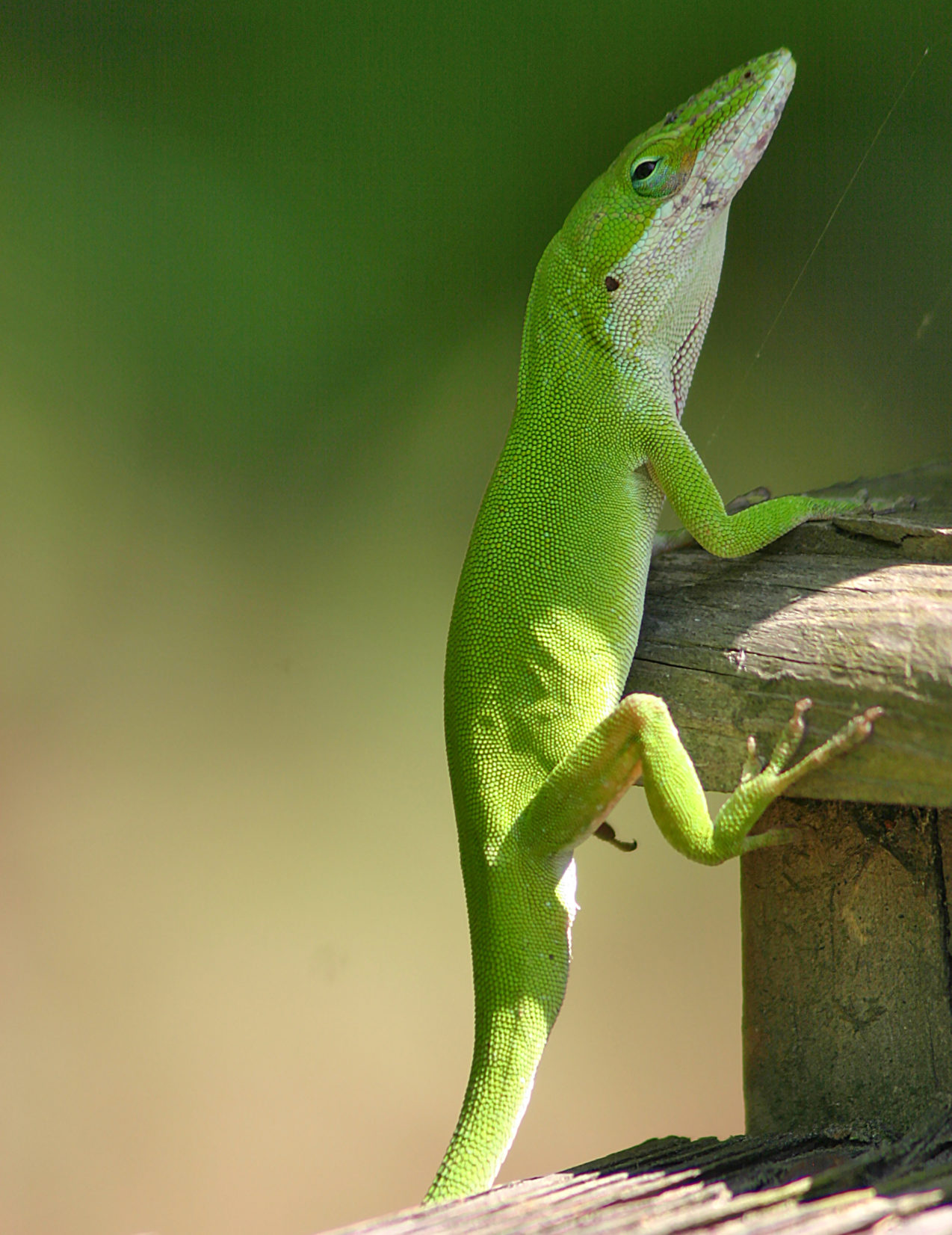 Sunday Morning Photograph May 15 2022: Green Anole Lizard in Georgia ...