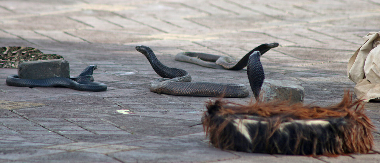 Snakes “Charmed” in Morocco. Sunday Morning Photograph. - The Gate