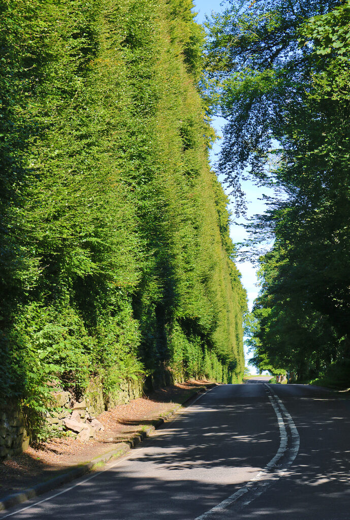 The Tallest Hedge In the World: Meikleour Beech Hedge in Scotland - The ...