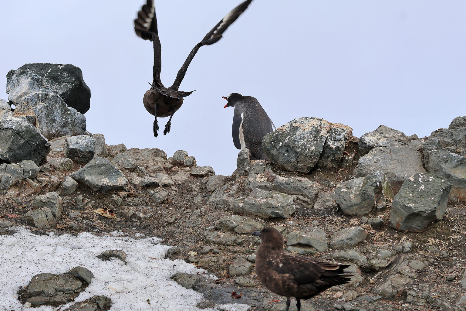 Penguin on Barrientos Island Still Angry. Sunday Morning Photograph ...